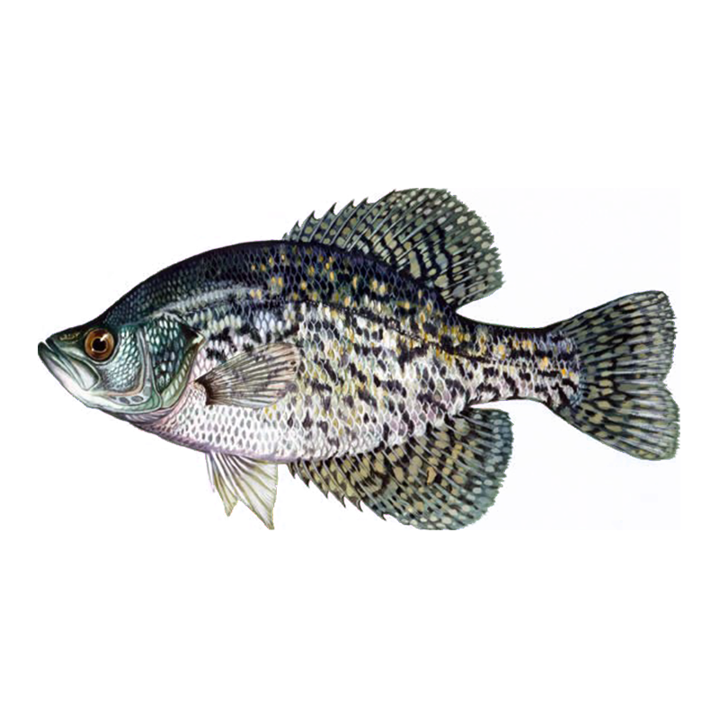 Black Crappie – Sunfish Fish Farms