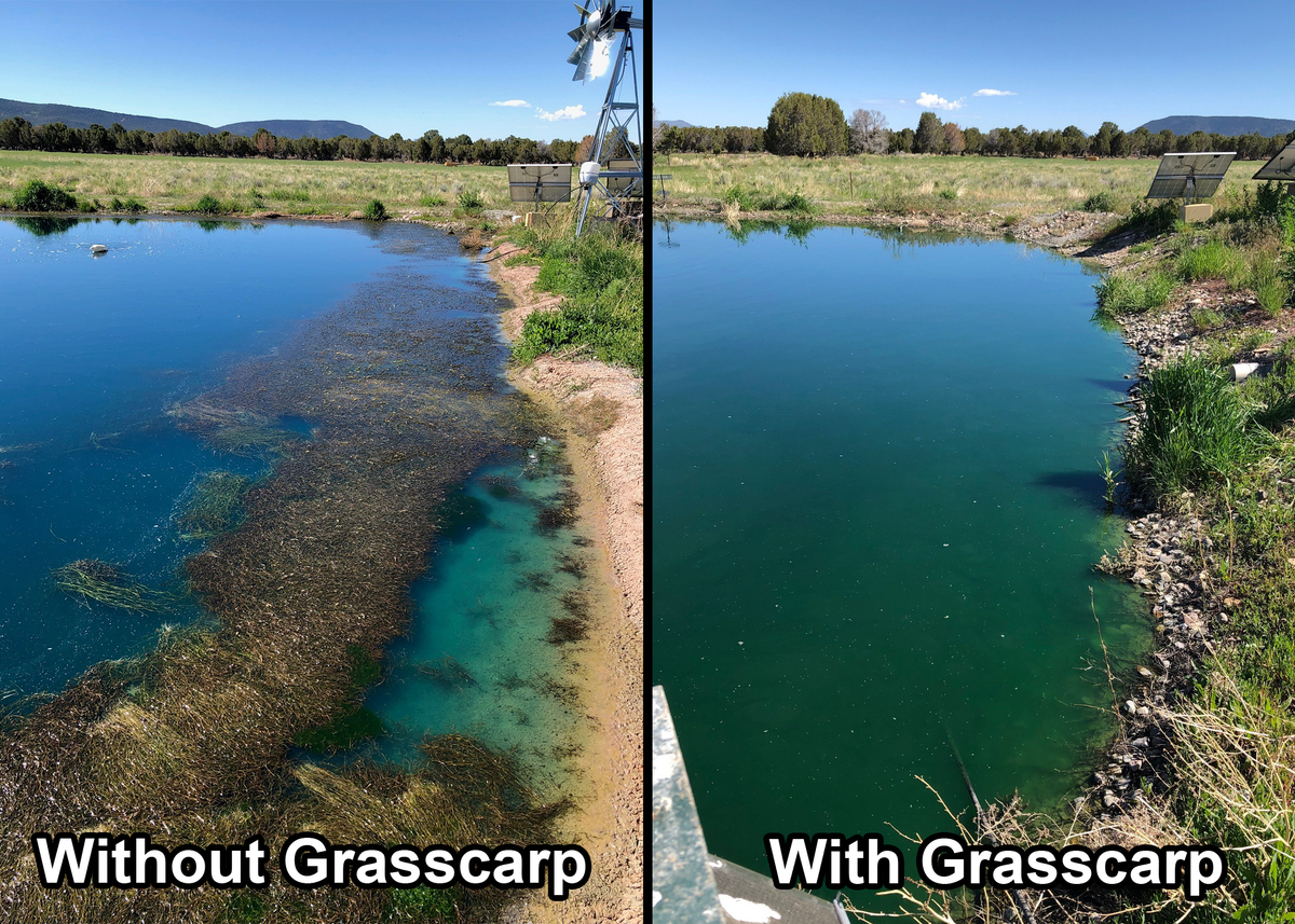 White Amur (Triploid Grass Carp) – Sunfish Fish Farms
