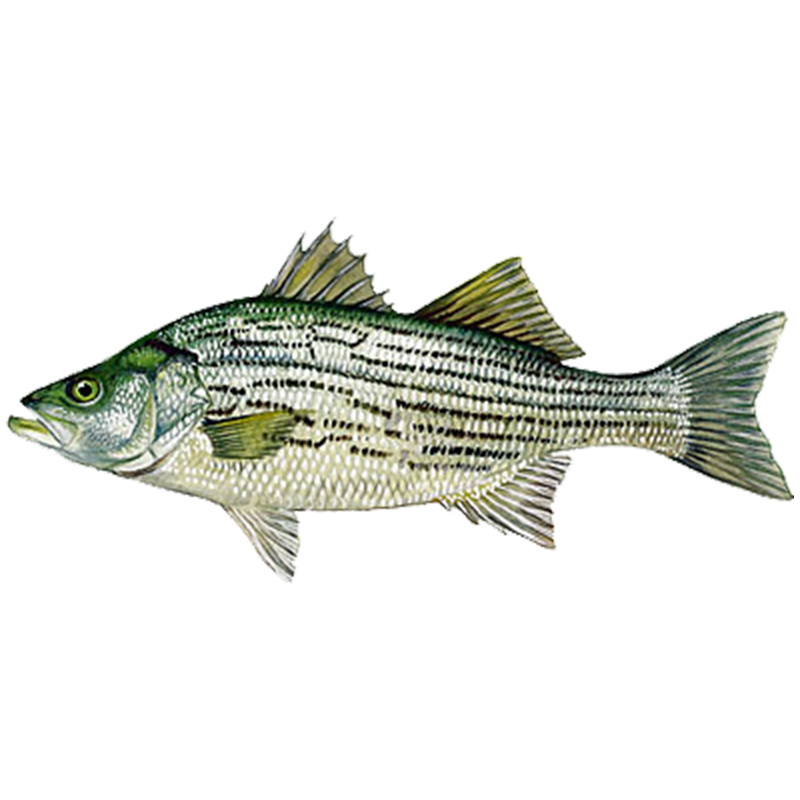 Striped Bass Fish