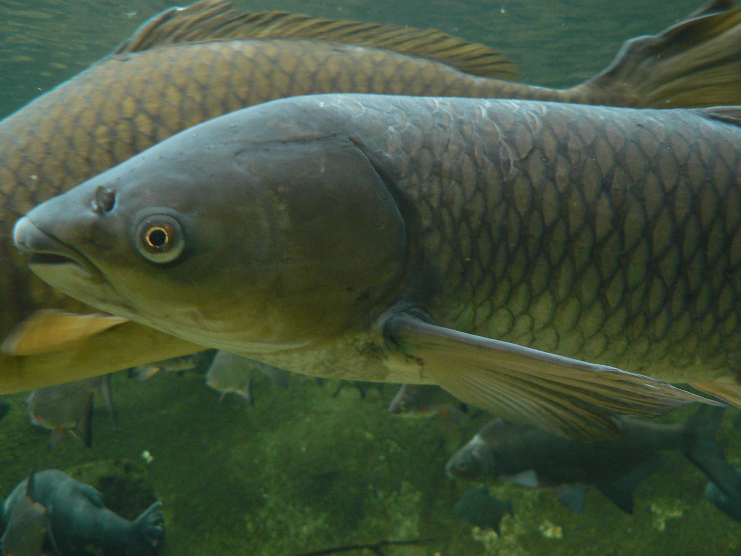 White Amur (Triploid Grass Carp) – Sunfish Fish Farms
