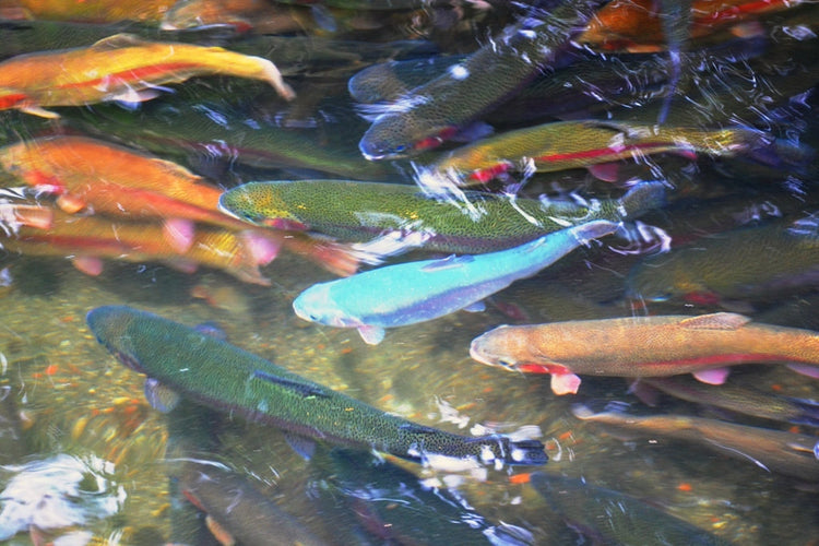 Blue Trout – Sunfish Fish Farms
