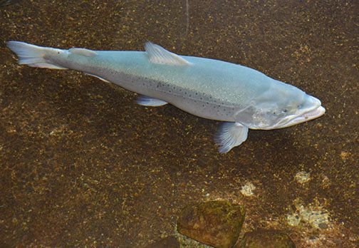 Blue Trout – Sunfish Fish Farms